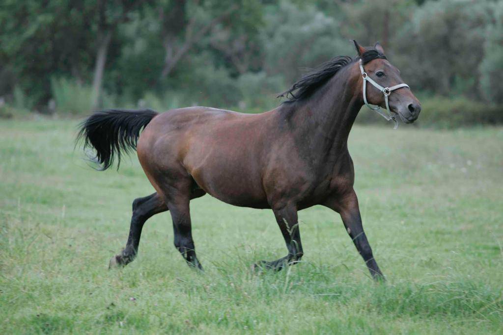 Addio Ocean Gar. Il saluto di Celin alla cavalla di 31 anni - Cifone News